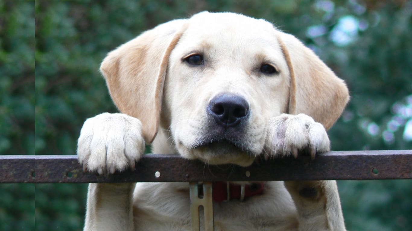 Divorce and Pet Custody: What Every Judge, Attorney and Pet Owner Needs ...